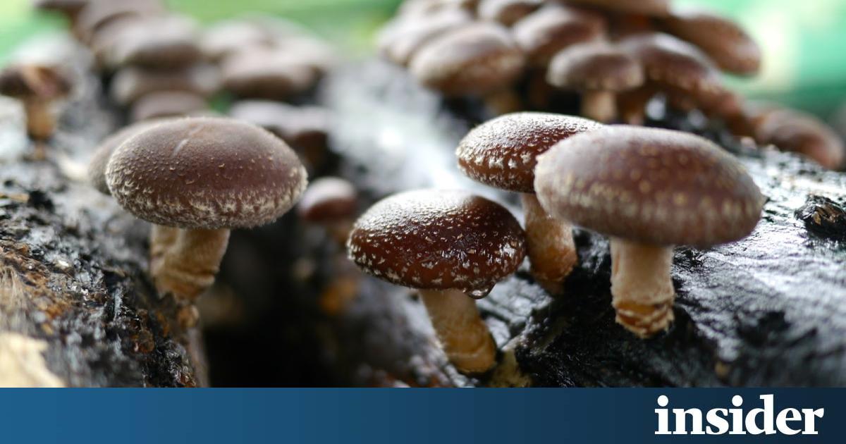 Φαρμακευτικά μανιτάρια φυτρώνουν στην Καρδίτσα | Insider